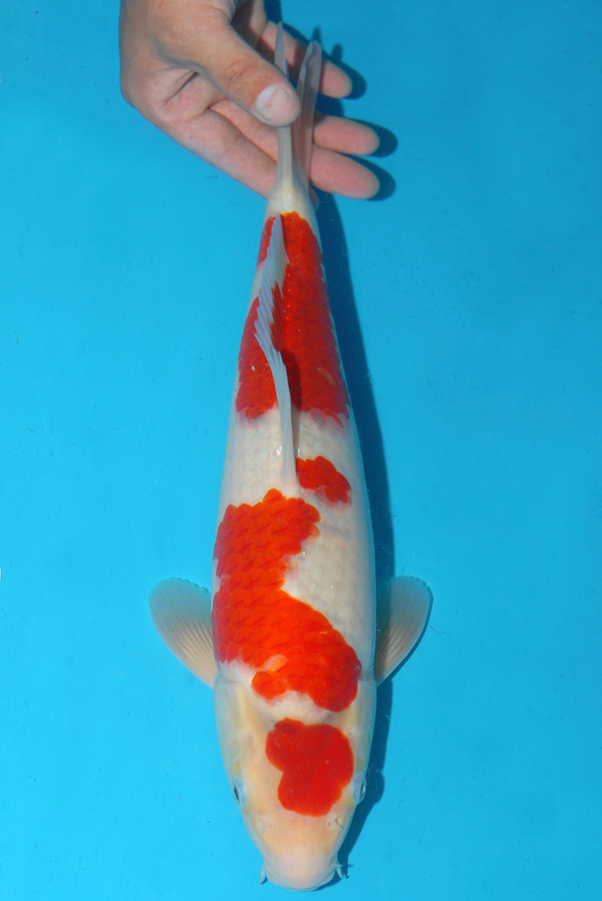 Ai Goromo, Kohaku Berjubah Hitam - Seiryuu Koi