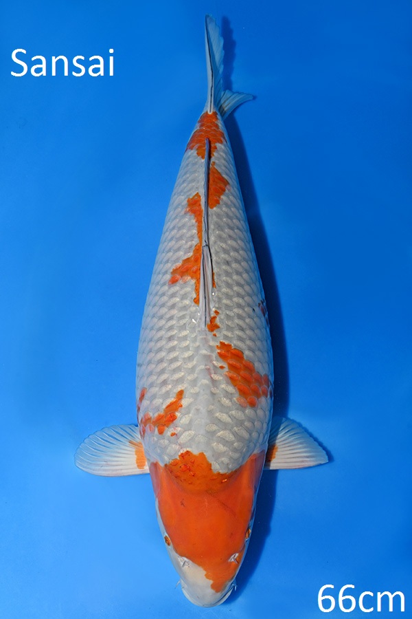 Karashi Ochiba with a Minimalist Pattern - Seiryuu Koi